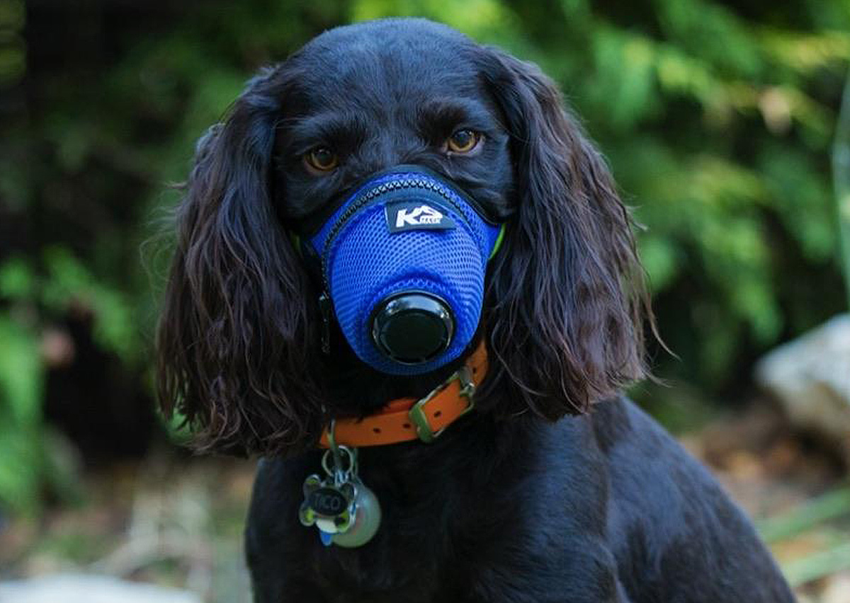 SHOPMASK - Masks for Pets